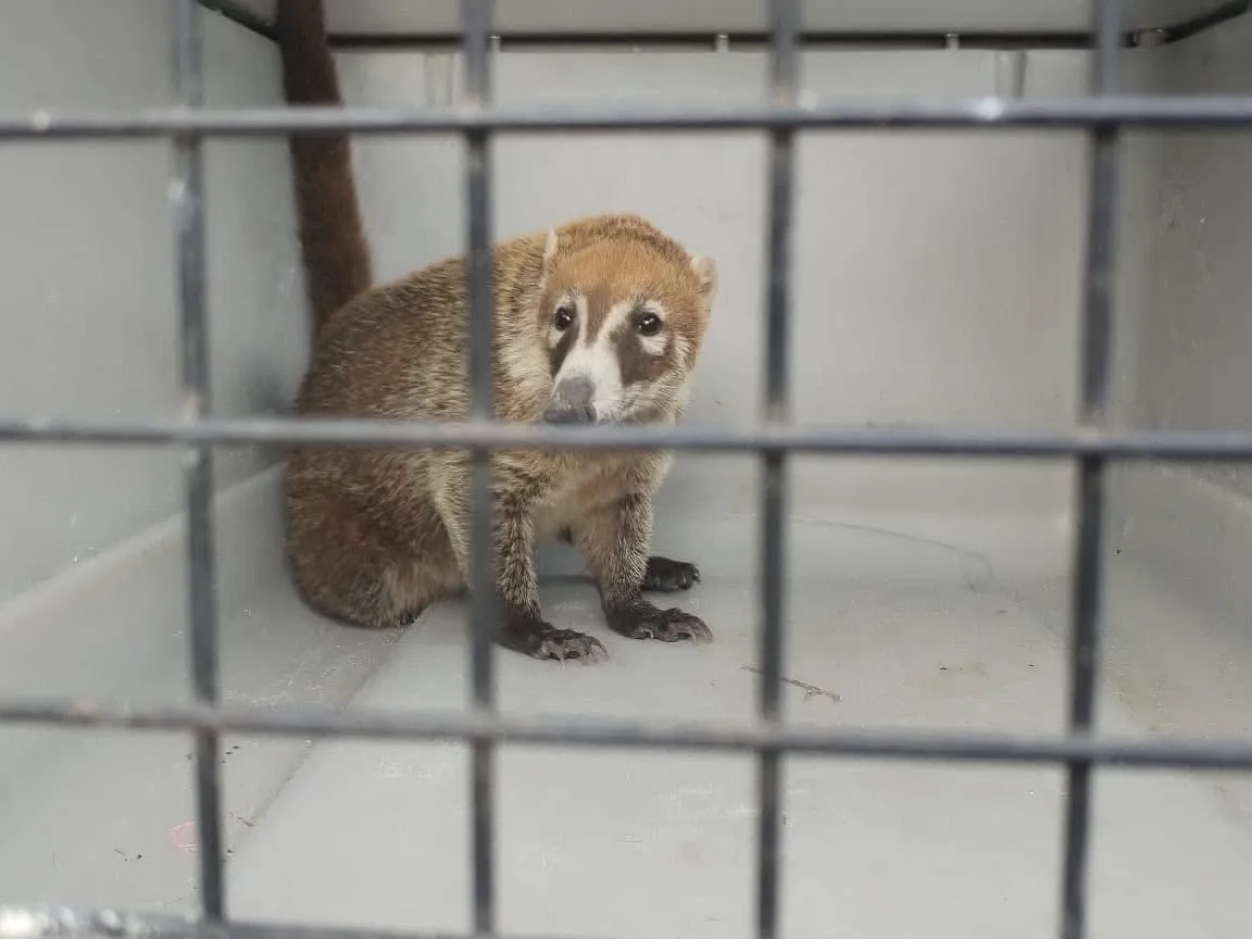 POLICIA ECOLOGICA RESCATA UN COATÍ O PIZOT EN KANASÍN | Estatus Yucatán